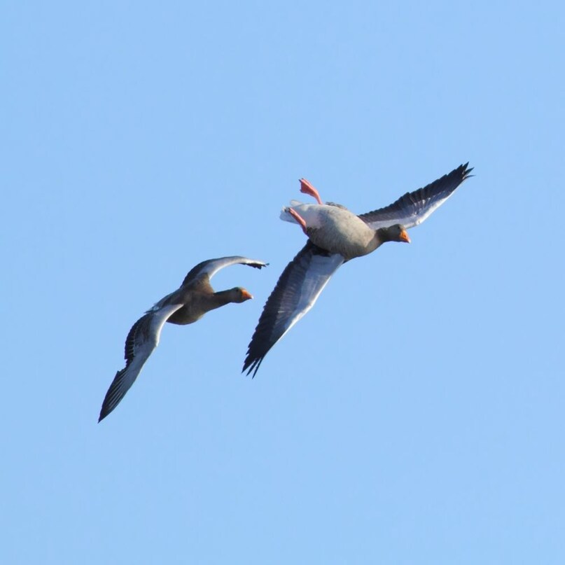 Know the reality of goose flying upside down in viral photo sankri ...