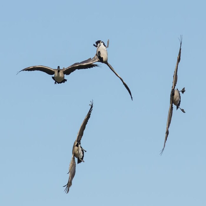 Know the reality of goose flying upside down in viral photo sankri ...