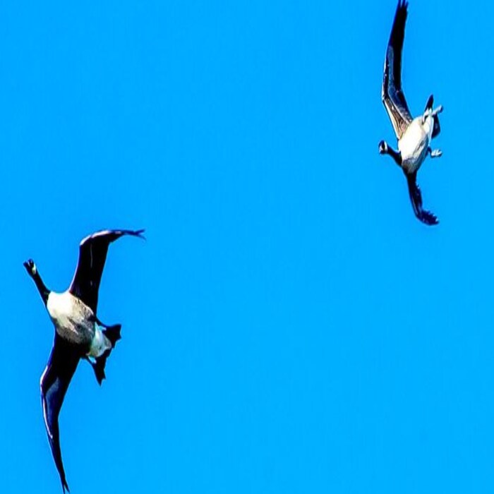 Know the reality of goose flying upside down in viral photo sankri ...