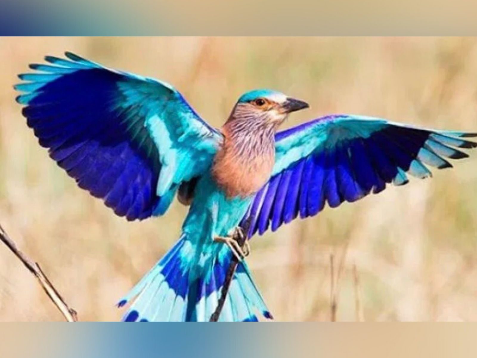 भगवान शिव का अवतार है ये नीली चिड़िया! देखने पर होता है धन का लाभ, लोग ...