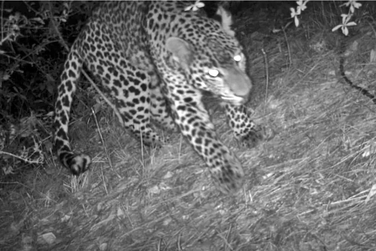 Leopard in Shimla: कनलोग और डाउनटेल में घूम रहे 5 तेंदुए, ट्रैप कैमरा ...