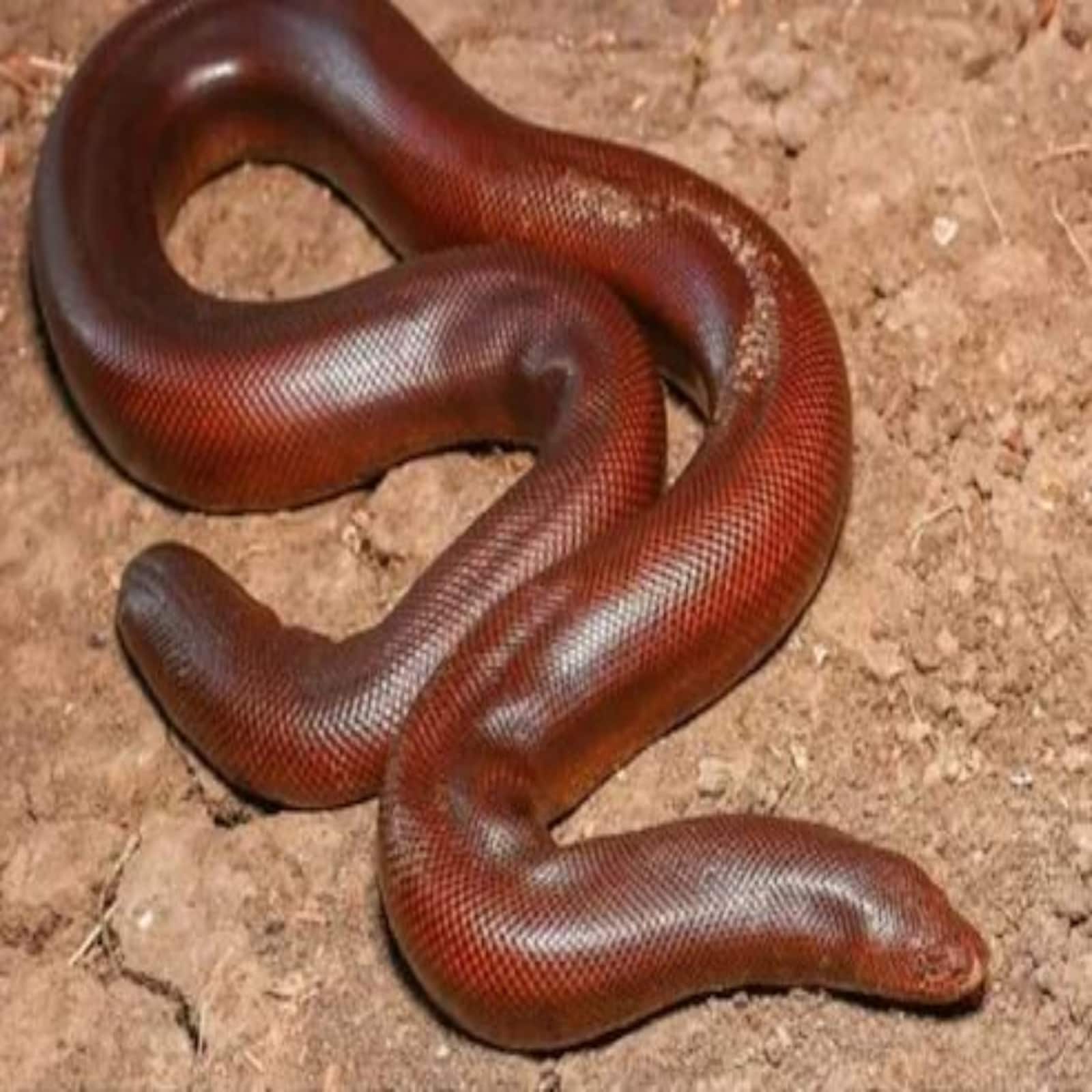 मार्केट में 25 करोड़ रुपए में बिकता है दोमुंहा सांप, 1 भी जिंदा हाथ लगा ...