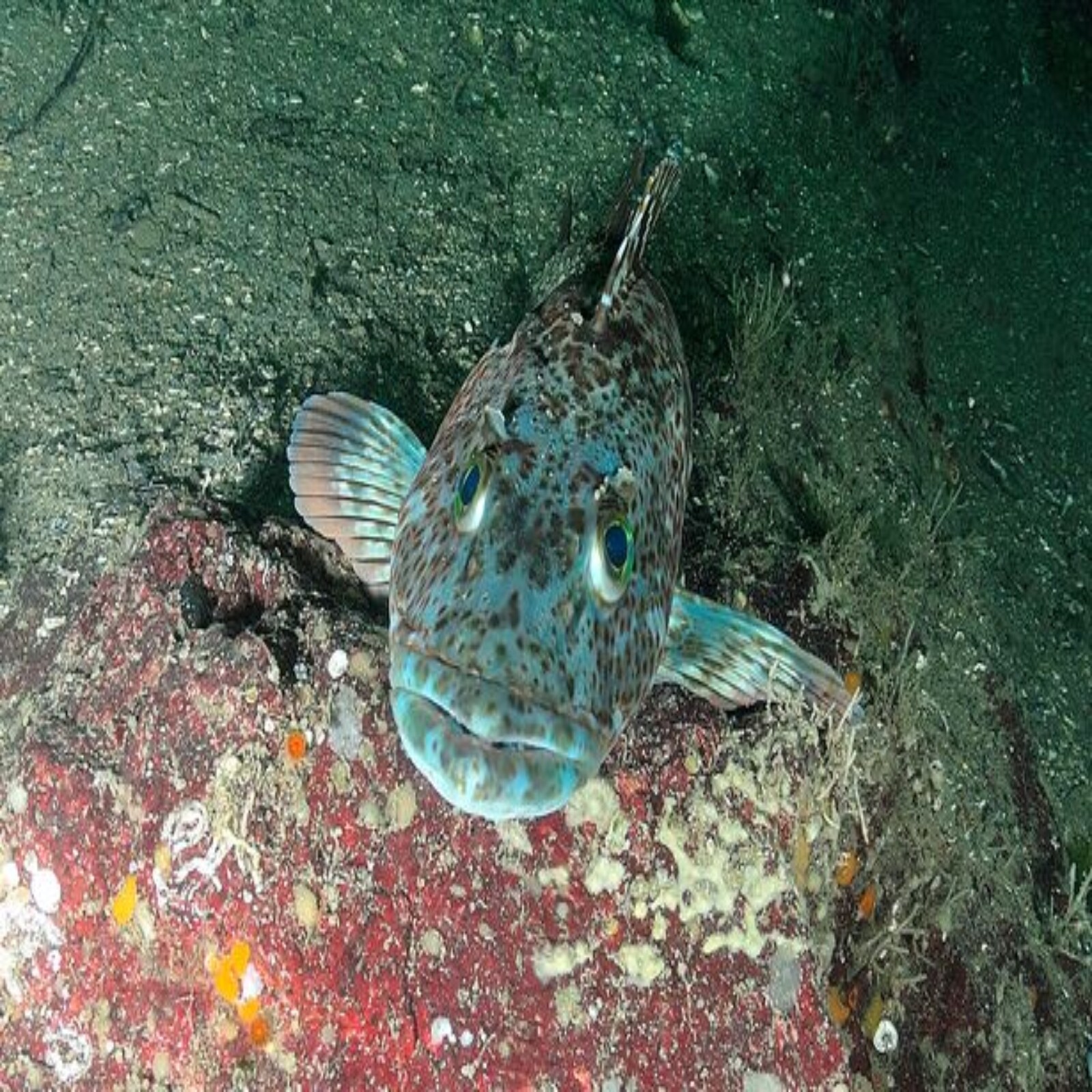 वो खतरनाक मछली जिसके मुंह में होते हैं 555 दांत, ब्लेड की धार से भी ...