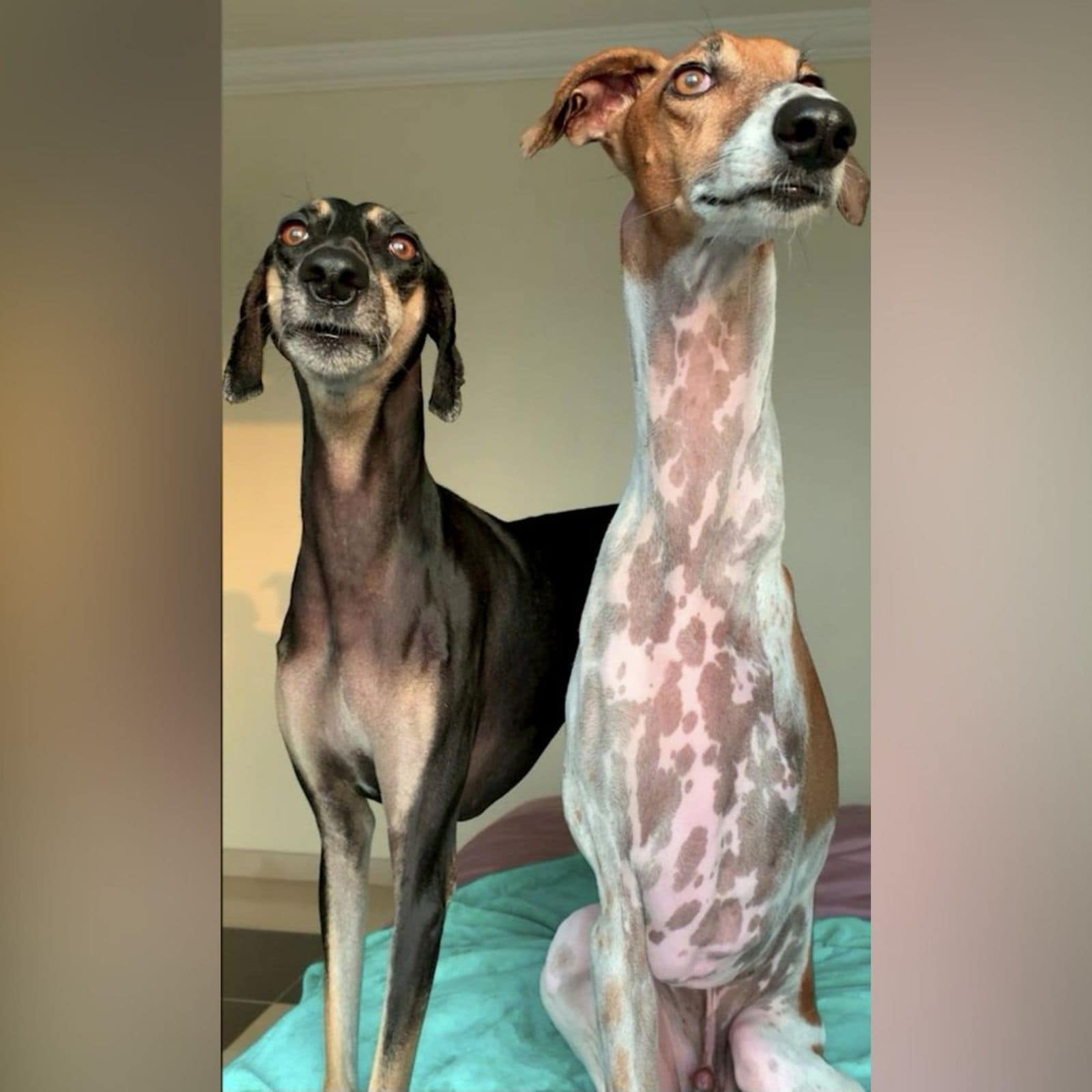 Amazing Dog: जिराफ जैसी लंबी गर्दन वाले अनोखे कुत्ते को देख दंग रह गए ...