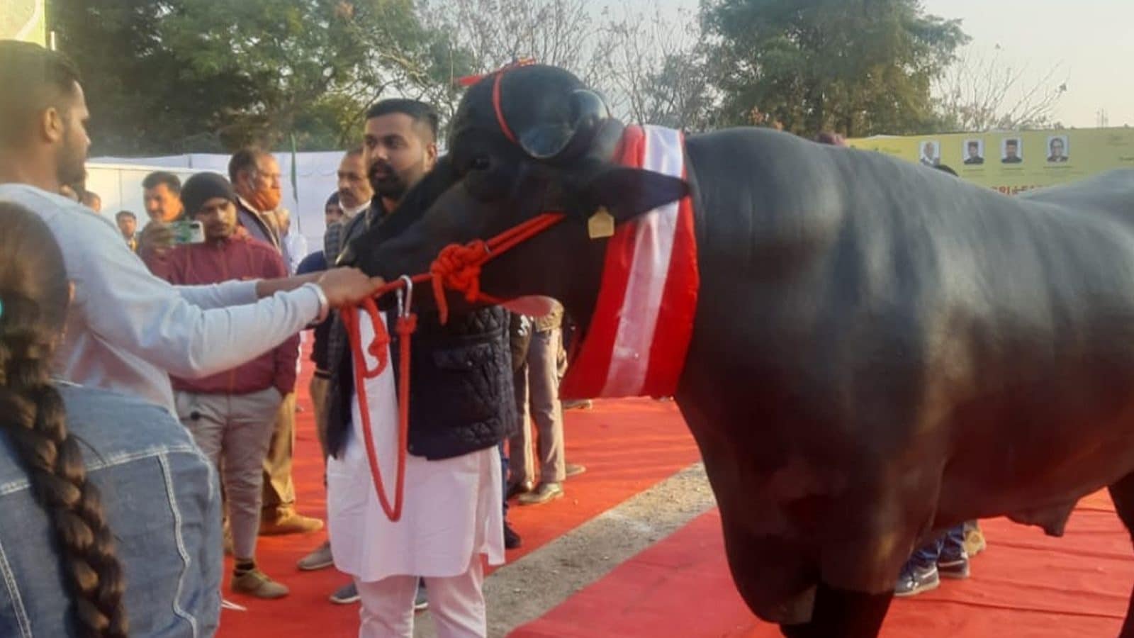 सोलन पशु मेले में दिखा दुनिया का सबसे खूबसूरत भैंसा, 21 करोड़ के ...