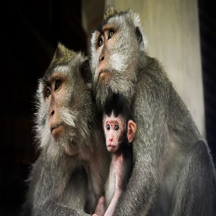 china scientists making human monkey hybrids as super soldier - चीन लैब ...