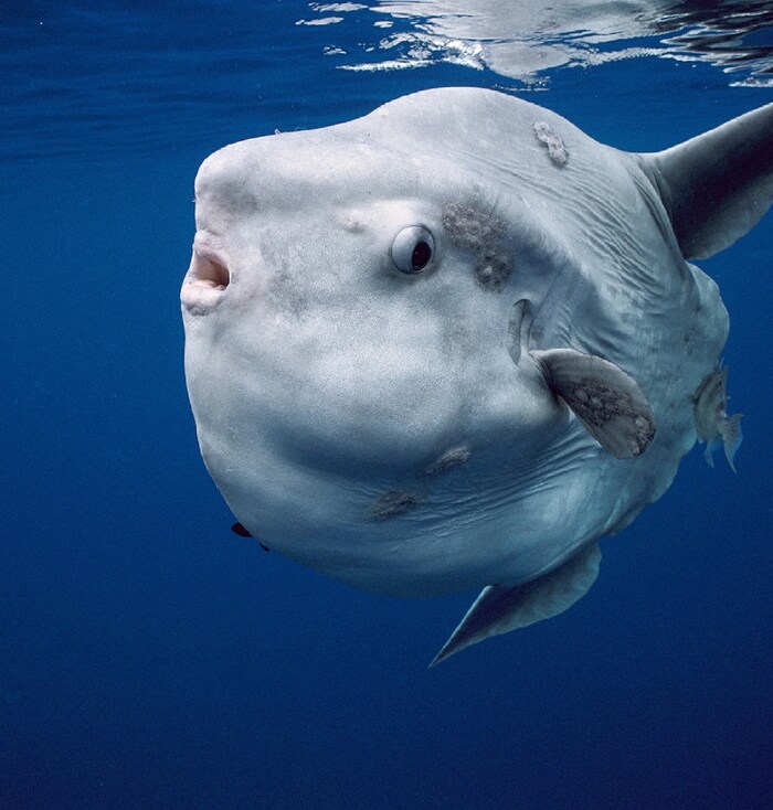 giant sunfish spotted in laguna beach california lays 300 million eggs ...