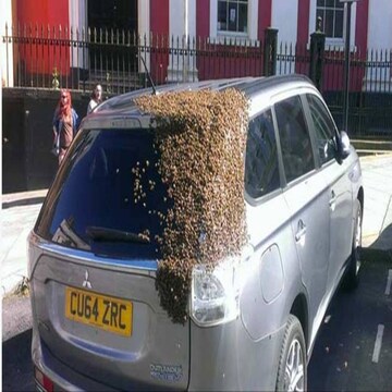 OMG! कार में बंद हो गई थी रानी, 20 हज़ार मधुमक्खियां 2 दिन तक करती रहीं ...