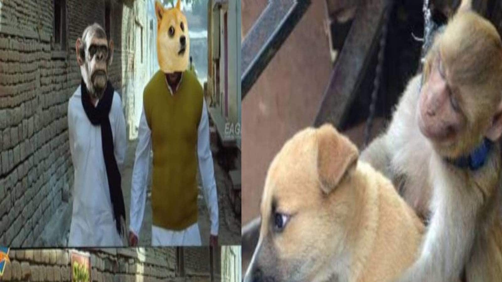 Viral : इंटरनेट पर छाई कुत्ते-बंदर की लड़ाई, सोशल मीडिया पर ट्रेंड हुआ ...