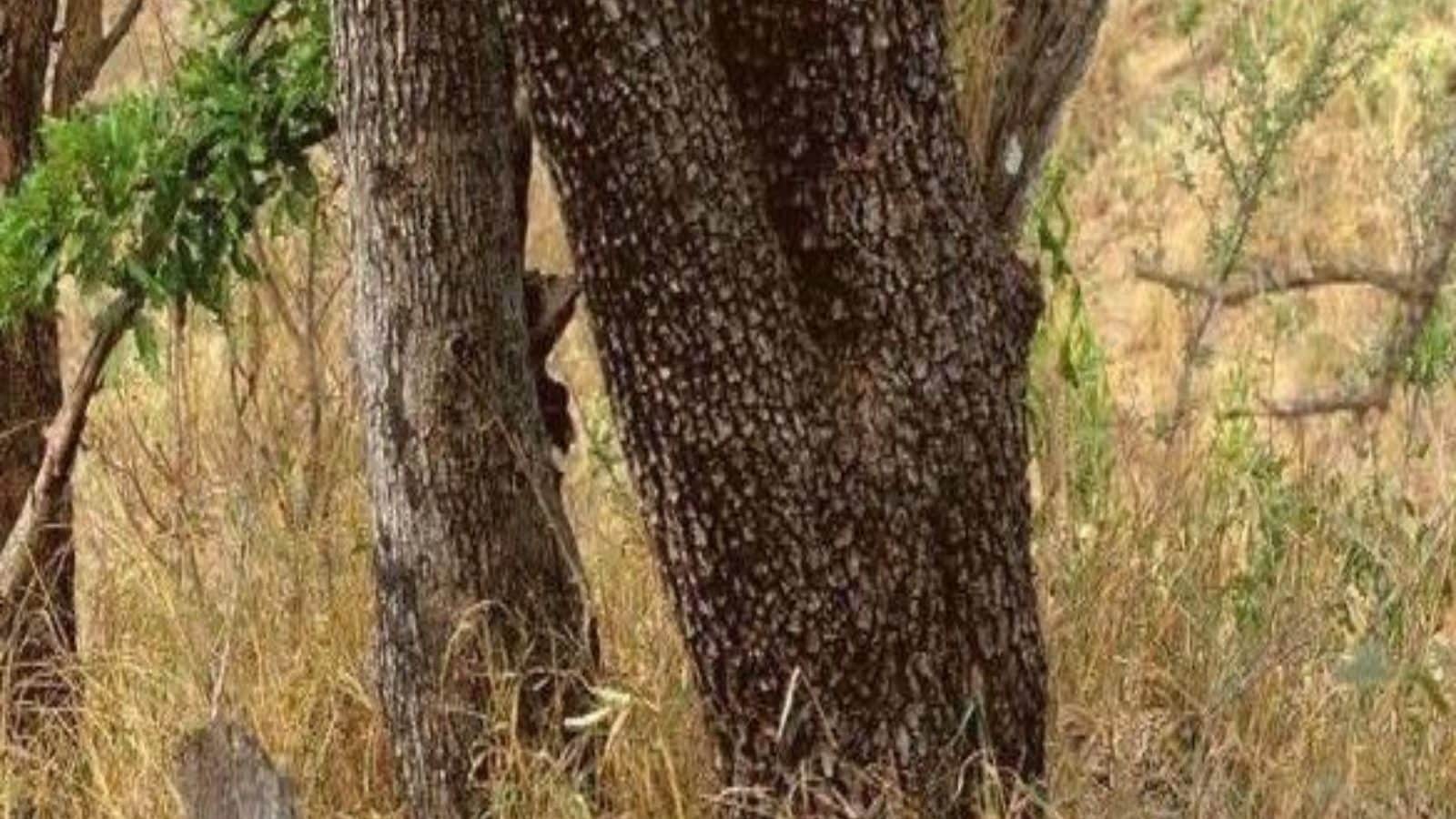 Can you spot hidden leopard in photo 99 percent people failed to find ... Can you spot hidden leopard in photo 99 percent people failed to find ...