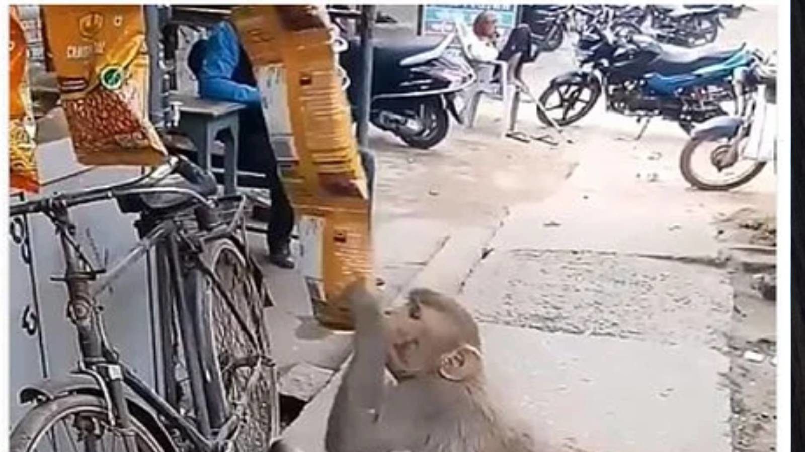 Viral : कुत्ते-बंदरों की खूनी लड़ाई के बीच वायरल हुआ शरारती याराना, आप ...