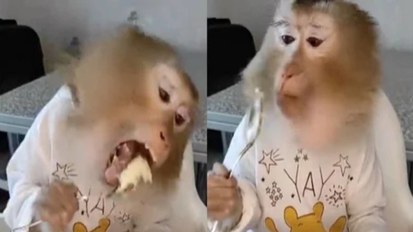 बंदर ने चम्मच लेकर मज़े से खाया हलवा, वीडियो देखकर लोग बोले- So Cute ...