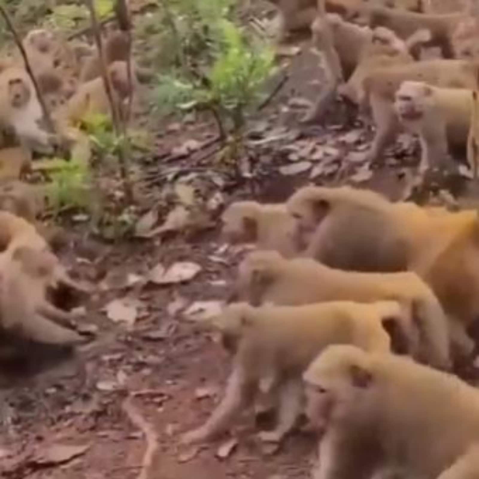 बंदरों के दो गैंग में हो गई लड़ाई, फिर जमकर चले लात-घूसे का वीडियो हो ...