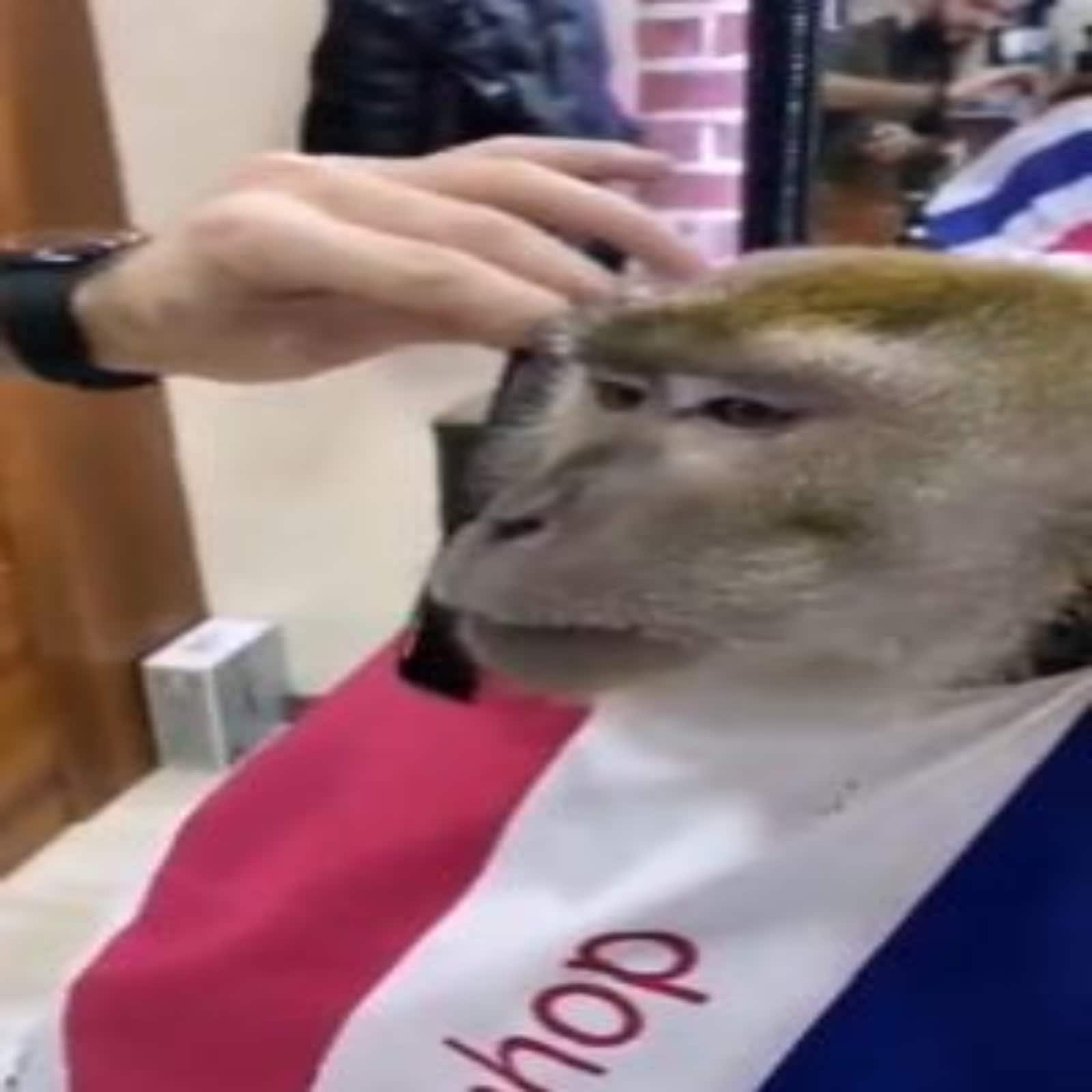 शेविंग करवाने ब्यूटी पार्लर पहुंचा बंदर, लाटसाहब की तरह ट्रिमर से बनवाई ...