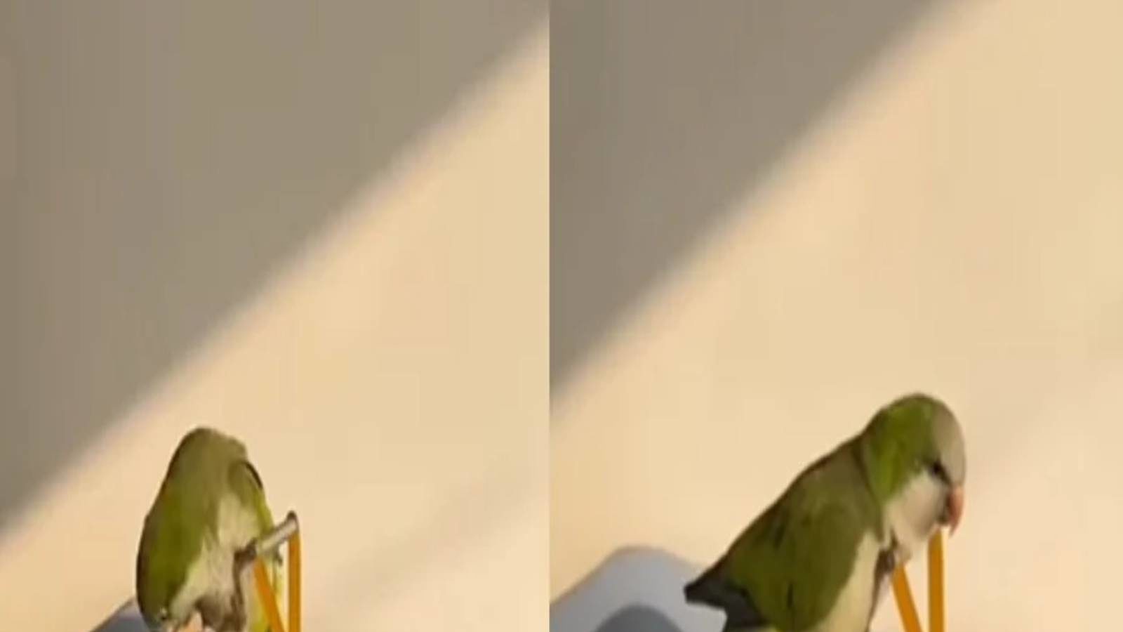 Viral Video : फर्राटे से साइकिल चलाता है तोता, देखकर फैन हो गए लोग ...