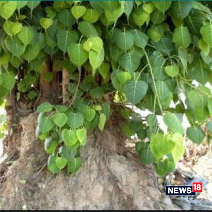 6 trees which are very auspicious to worship in hinduism kee - जानें 6 ...