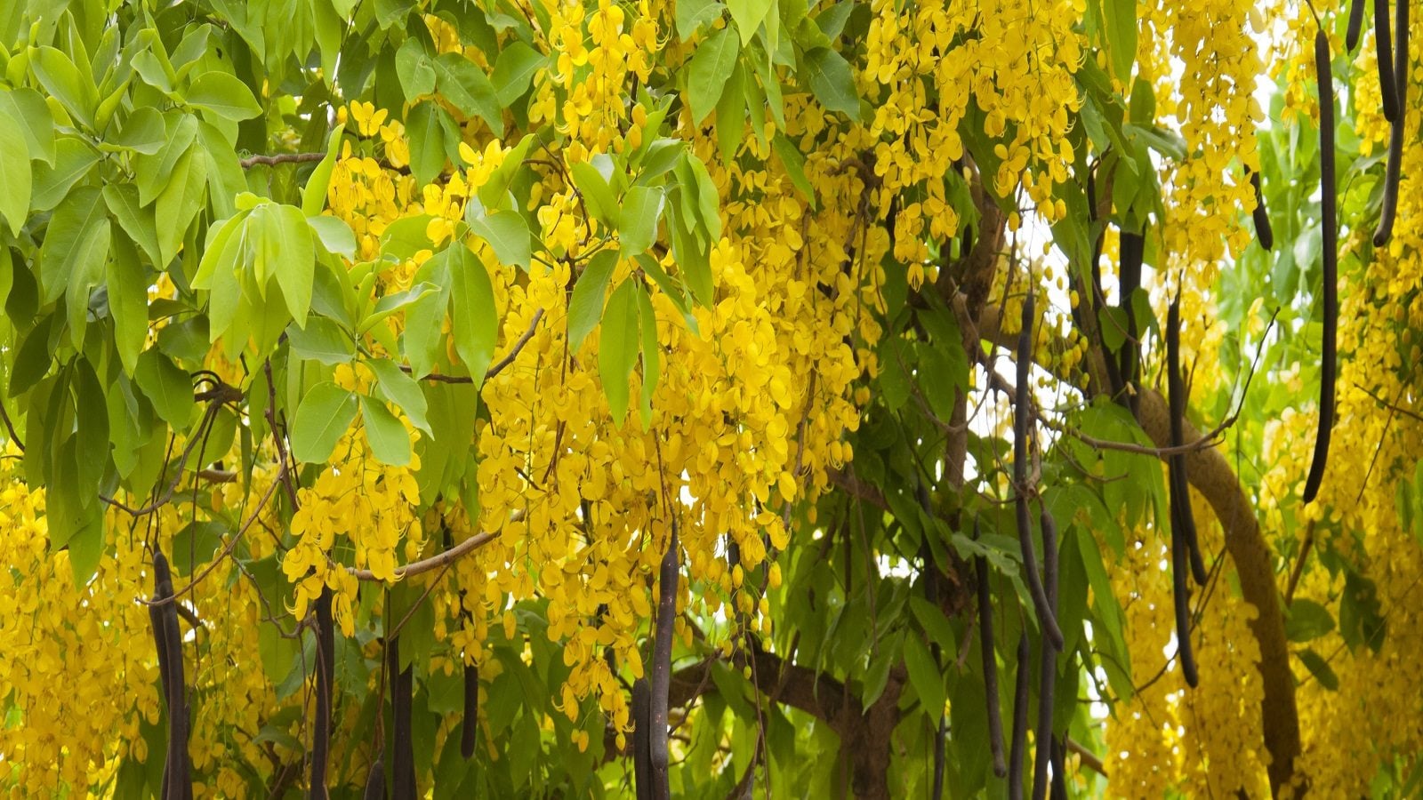 Amaltas Benefits For Health: अमलतास के फूल तो मन को भाते होंगे पर क्या ...