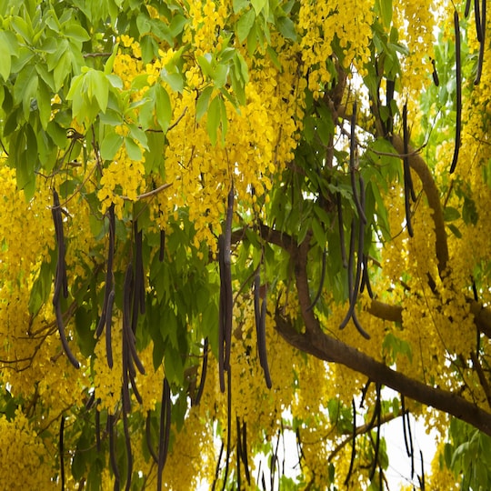 Amaltas Benefits For Health: अमलतास के फूल तो मन को भाते होंगे पर क्या ...