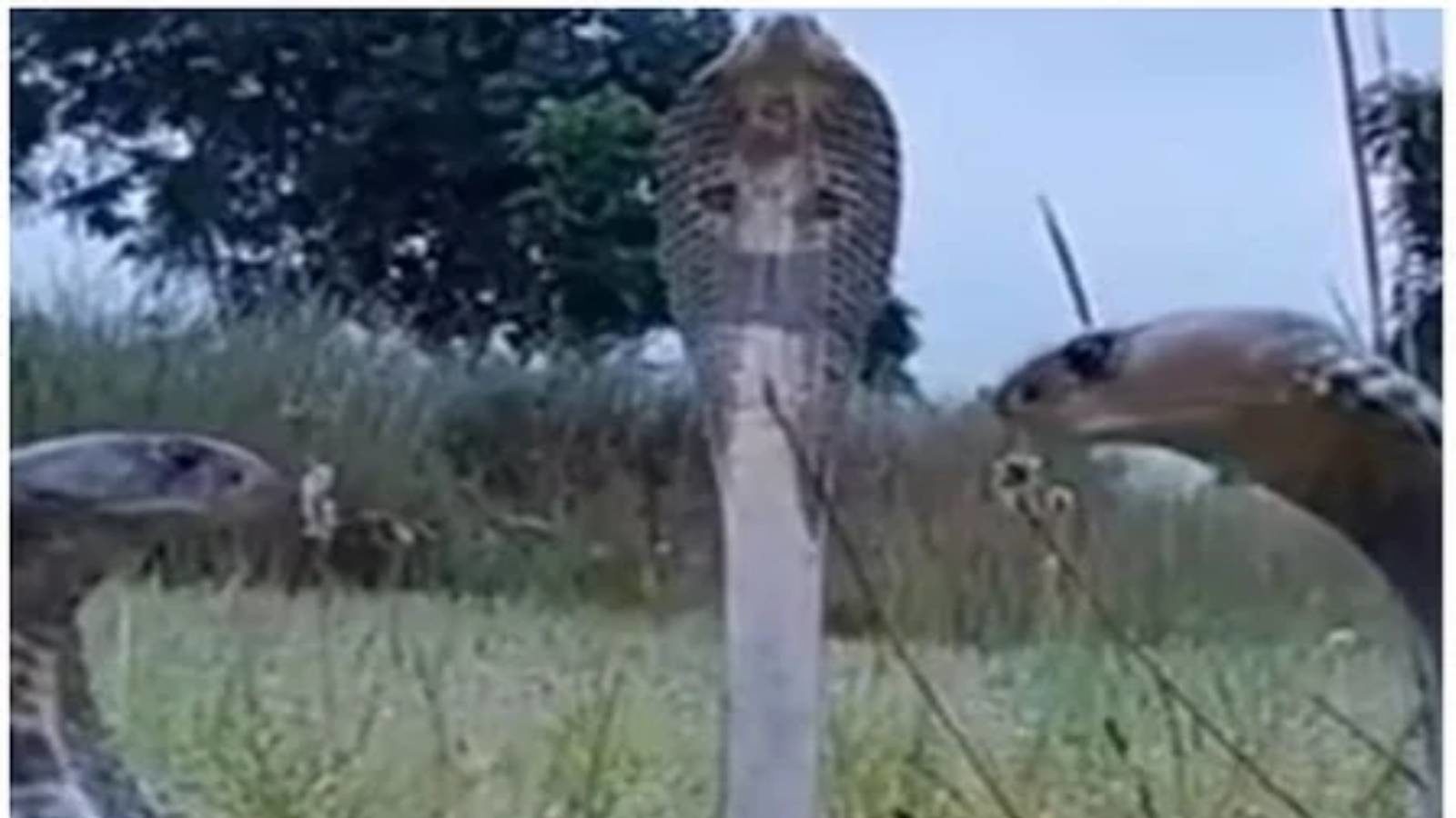 Viral video of 3 cobra snakes together in forest leaving people stunned ...