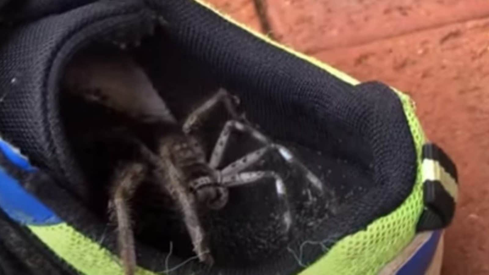 Viral Video: बच्चे के जूते से अचानक निकल आई खौफनाक मकड़ी, डर से कांपने ...