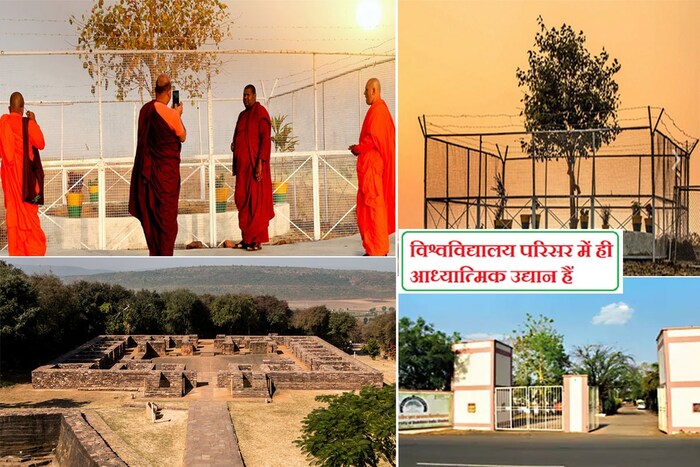 Vvip tree in madhya pradesh latest news sanchi university raisen unique ...