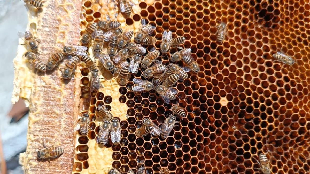 Apis cerana indica bee history its honey is different - News18 हिंदी
