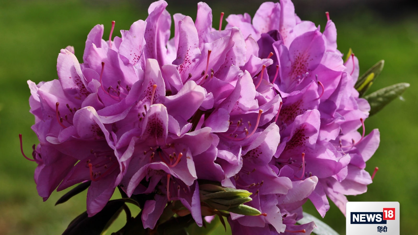 Buransh Benefits: सेहत का खजाना है बुरांश, इन अनोखे फायदों को जानकर रह ...