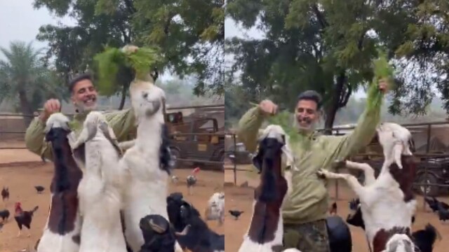 अक्षय कुमार ने बकरियों को अपने हाथों से खिलाई घास, VIDEO शेयर कर दिया ...