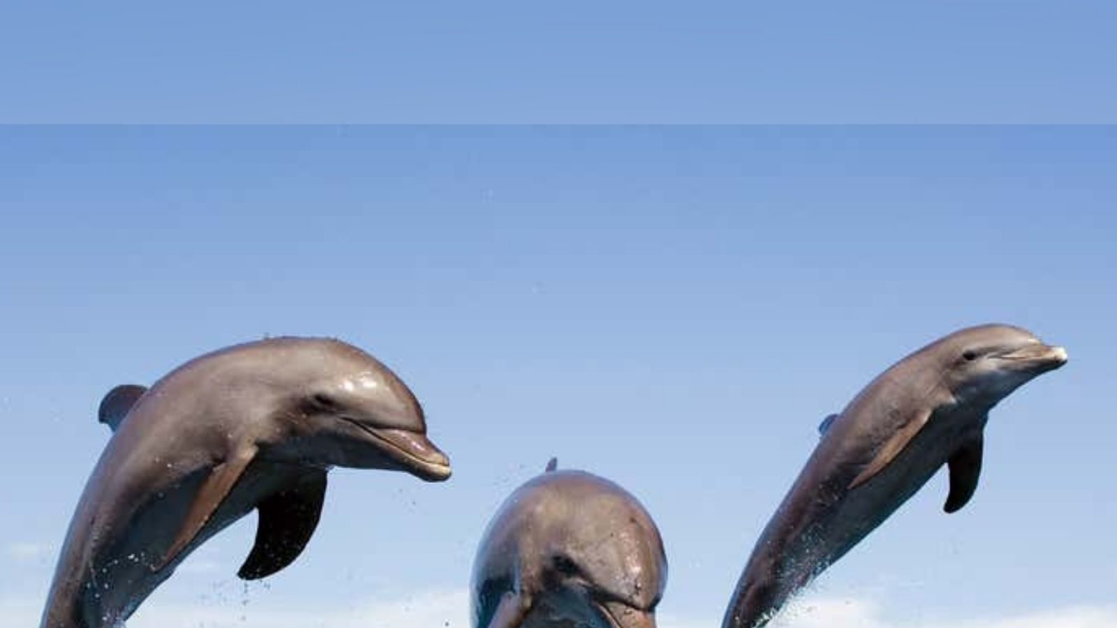 आतंकियों के लिए काल बनी किलर कमांडो डॉल्फ़िन, पलक झपकते कर देती है ...