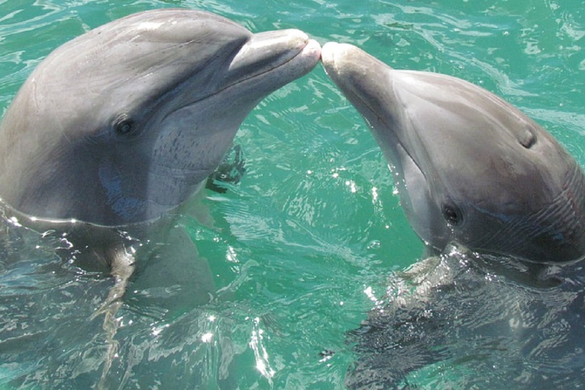 क्या है डॉलफिन की सेक्स लाइफ और प्रजननता में अंतर- शोध ने बताया ...