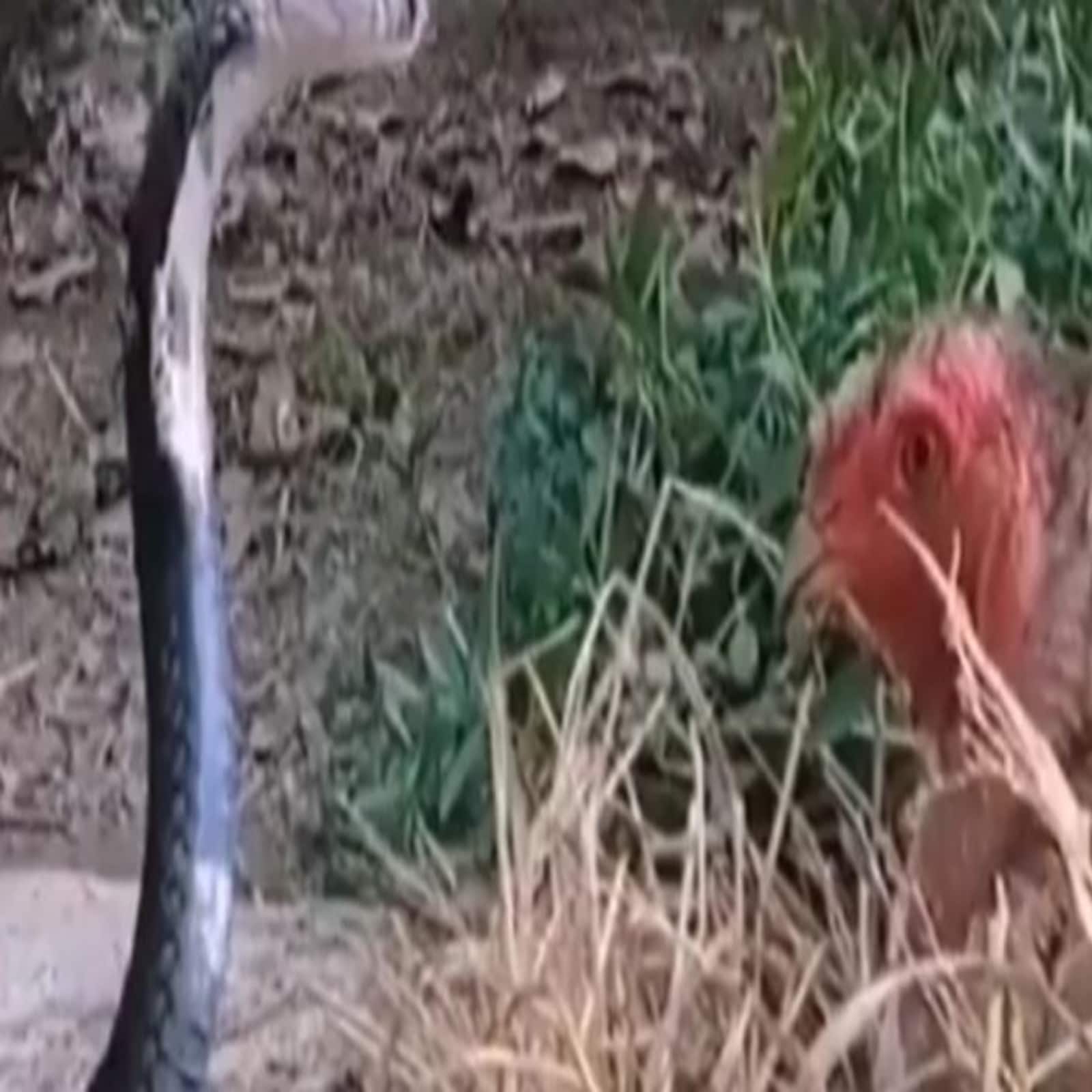 Hen fights with cobra in viral video to save eggs see who wins at last ...