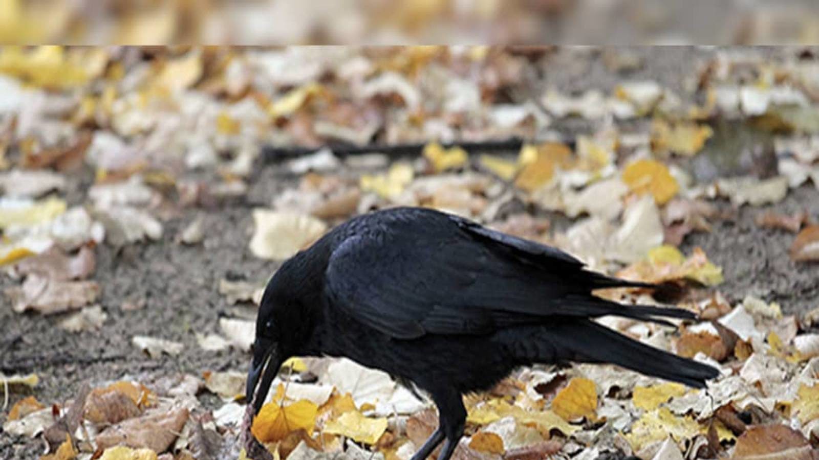 जो इंसान कभी नहीं सीख पाए, उसे जंगली कौओं ने समझ लिया और कर दिखाया ...