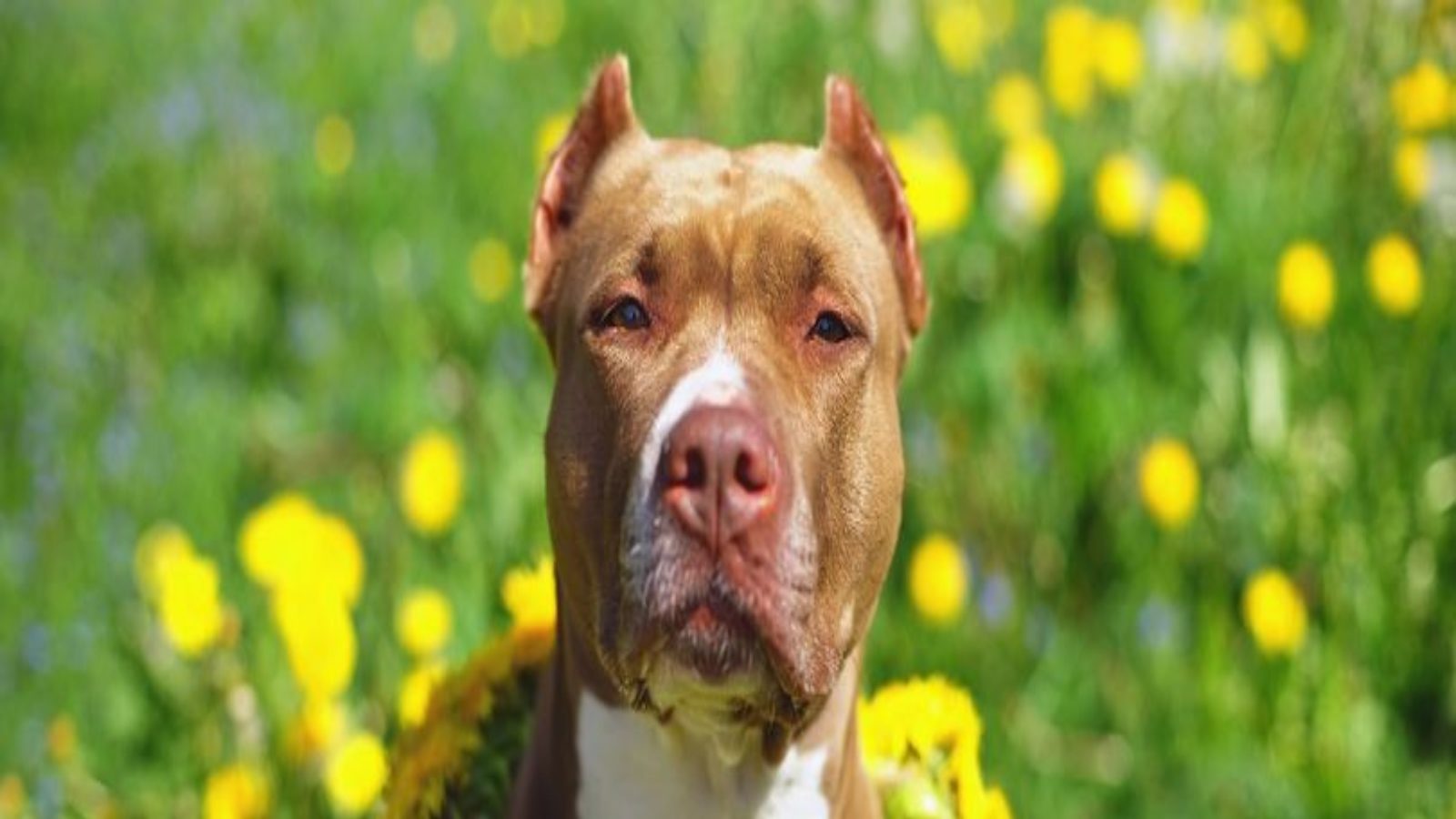 shopping sites removed barbaric ear cropping kits for dog sold online ...