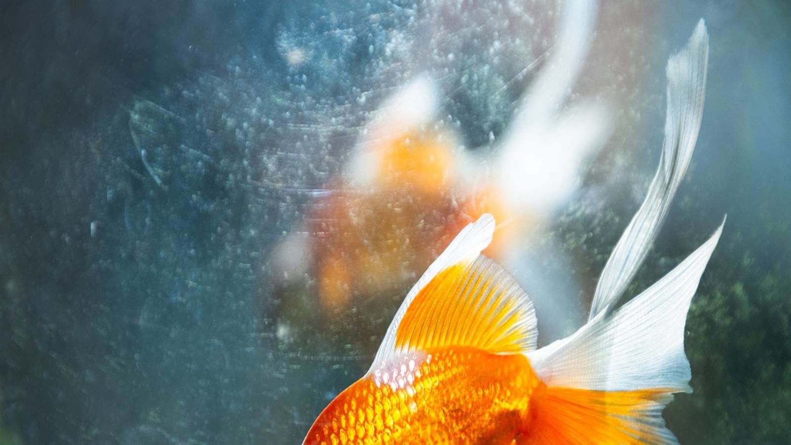 मछली ने अकेले ही ड्राइव कर ली कार ! वैज्ञानिकों ने कर दिखाया कमाल ...