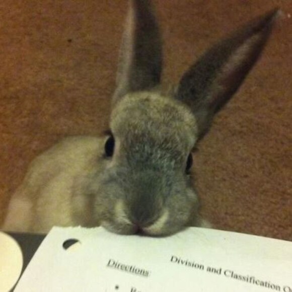 Student made hilarious excuse of not completing assignments as rabbit ...