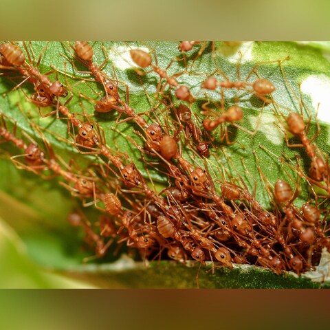 भारत में यहां खाई जाती है लाल चींटी की चटनी! बेहद तीखा होता है स्वाद ...