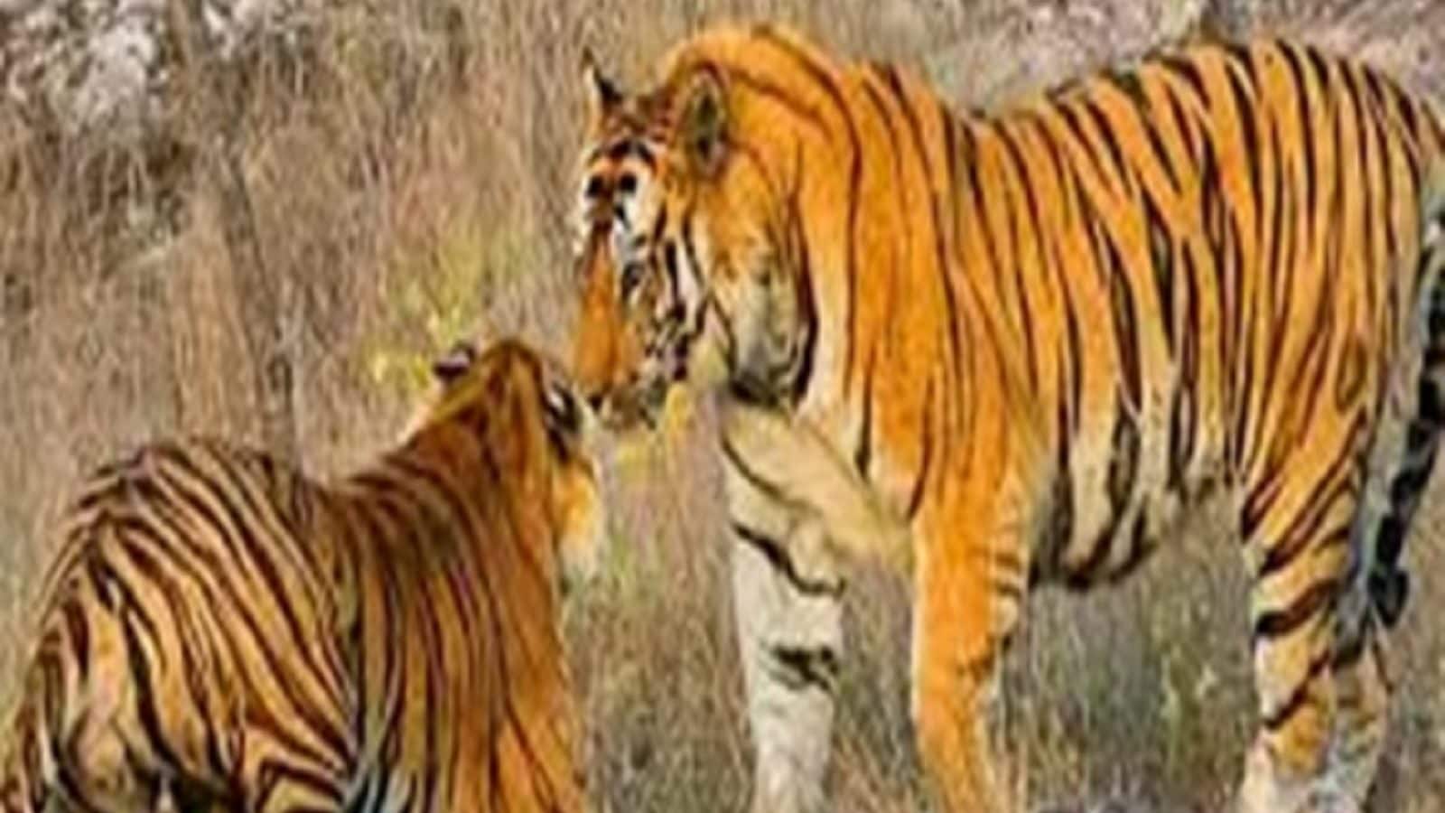 जंगल में 'मंगल' के मूड में था बाघ, बाघिन के साथ पहुंचे 'लल्ला' ने कर ...