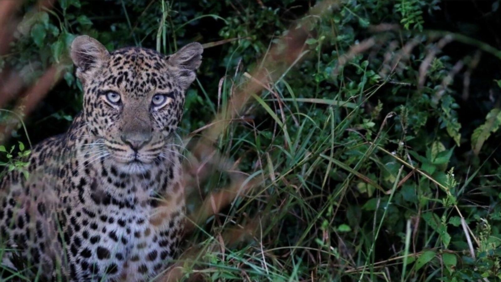 Leopard Rescue Mission: जब 1 तेंदुए को बचाने के लिए 30 लोगों ने लगाई ...