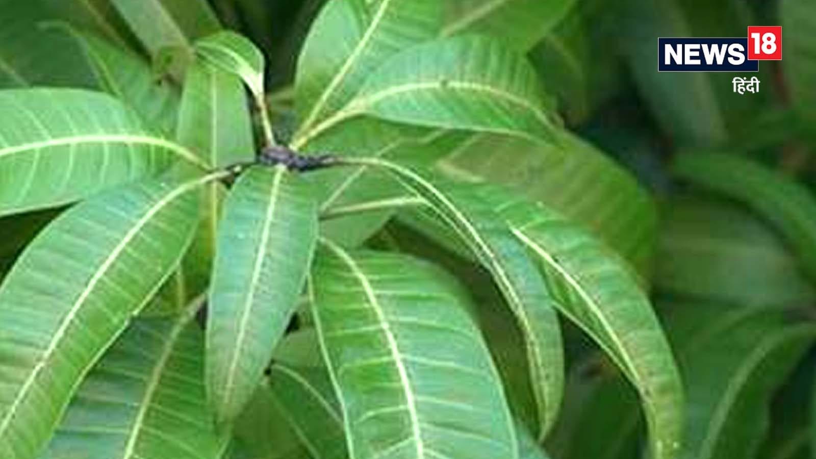 Mango Leaves Benefits: स्किन और बालों के लिए बेस्ट हैं आम के पत्ते, ऐसे ...