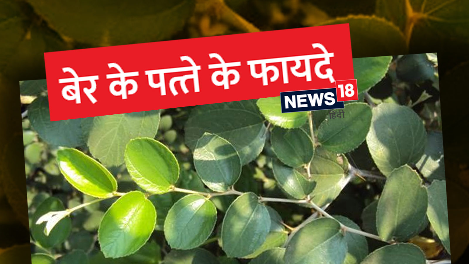 बेर ही नहीं, इसके पत्ते भी सेहत के लिए होते हैं फायदेमंद, जानिए कैसे ...