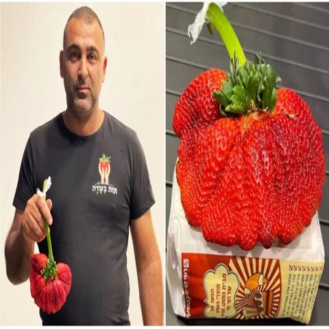 World heaviest and big strawberry grows in israel to register in ...