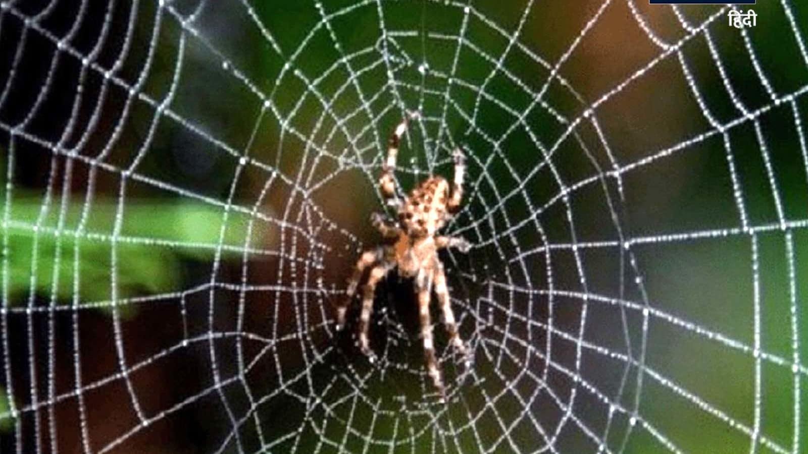 घर में मकड़ी बार-बार बनाती हैं जाले तो इन तरीकों से पाएं निजात - tips ...