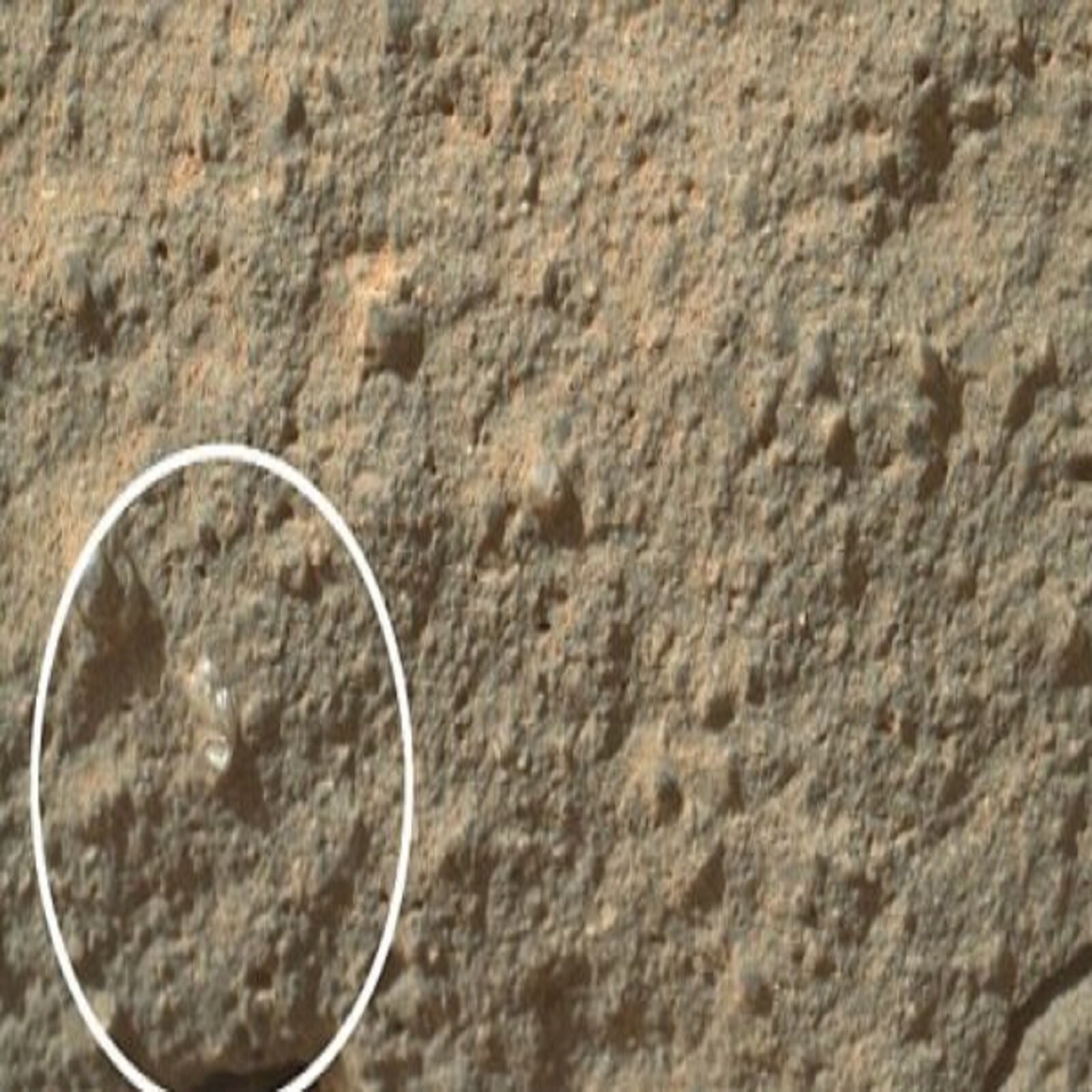 Nasa rover sends stone flower image from mars sankri - क्या मंगल ग्रह ...