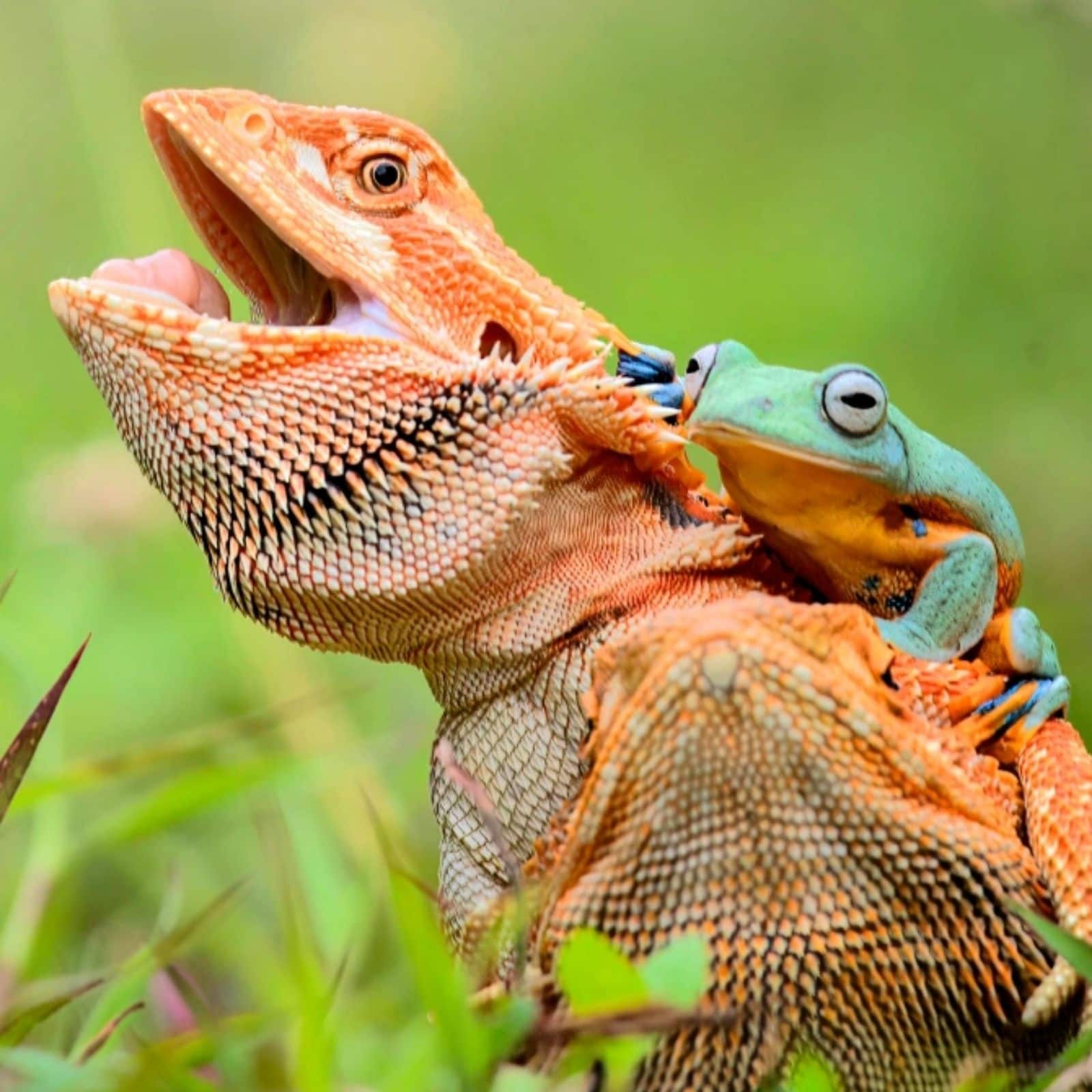 छिपकली की पीठ पर बैठ बगीचे की सैर पर निकला मेंढक, सही समय पर फोटोग्राफर ...