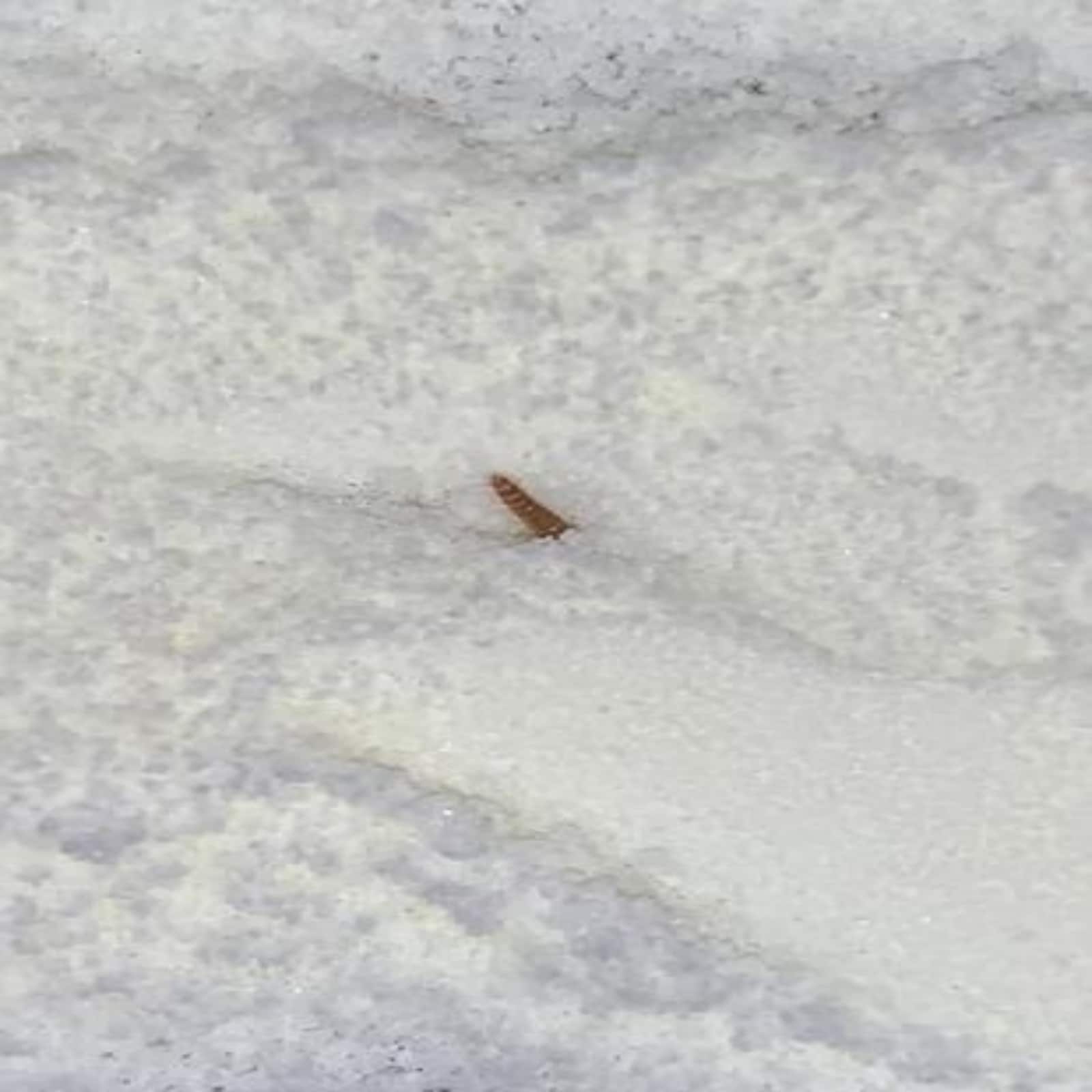 बेटे के लिए बाजार से पाउडर का दूध ले आई महिला, पिलाने के बाद डिब्बे में ...