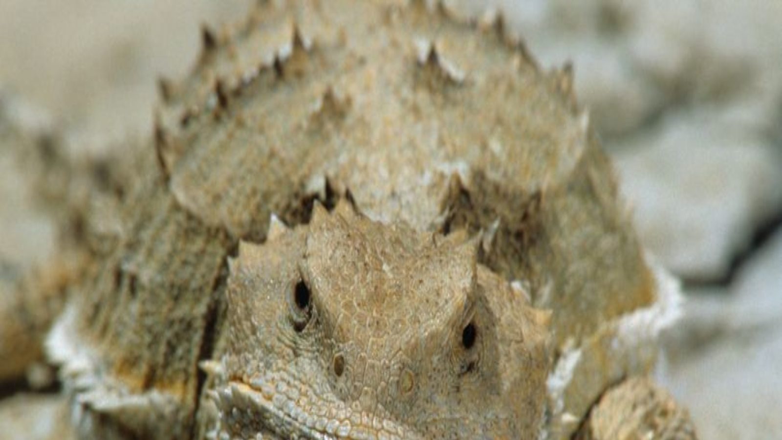 ट्रक ड्राइवर के बैठने के तरीके से पुलिस को हुआ शक, खड़ा करते ही पैंट से ...