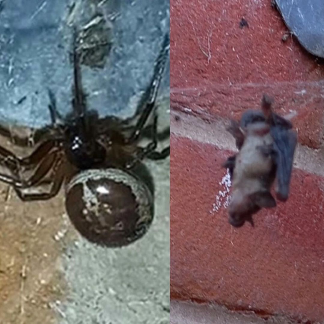 In britain a terrible spider has been found biting a bat people were ...