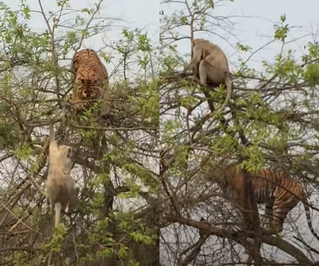 लुकाछिपी के खेल में बंदर ने ऐसे दी बाघ को शिकस्त, ज़मीन पर यूं धड़ाम हो ...