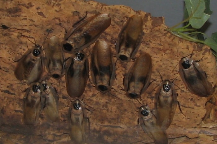 डायनासोर के महाविनाश के समय कैसे बचे थे कॉकरोच, इंसानों के लिए क्या है ...