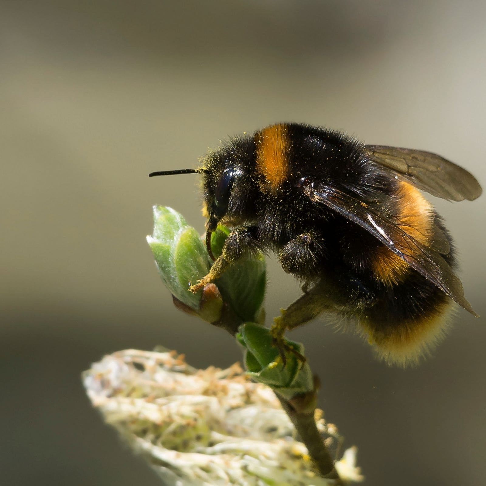 बेहद छोटा होने के बावजूद दुनिया के सबसे ऊंचे पहाड़ से भी ऊपर उड़ सकता ...